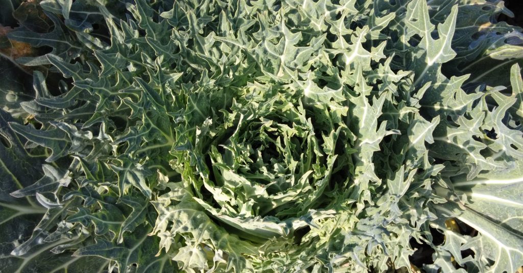 Alimentacion del Presente | DIVERSIDAD ALIMENTARIA; «MUCHO MÁS QUE CULTURA»