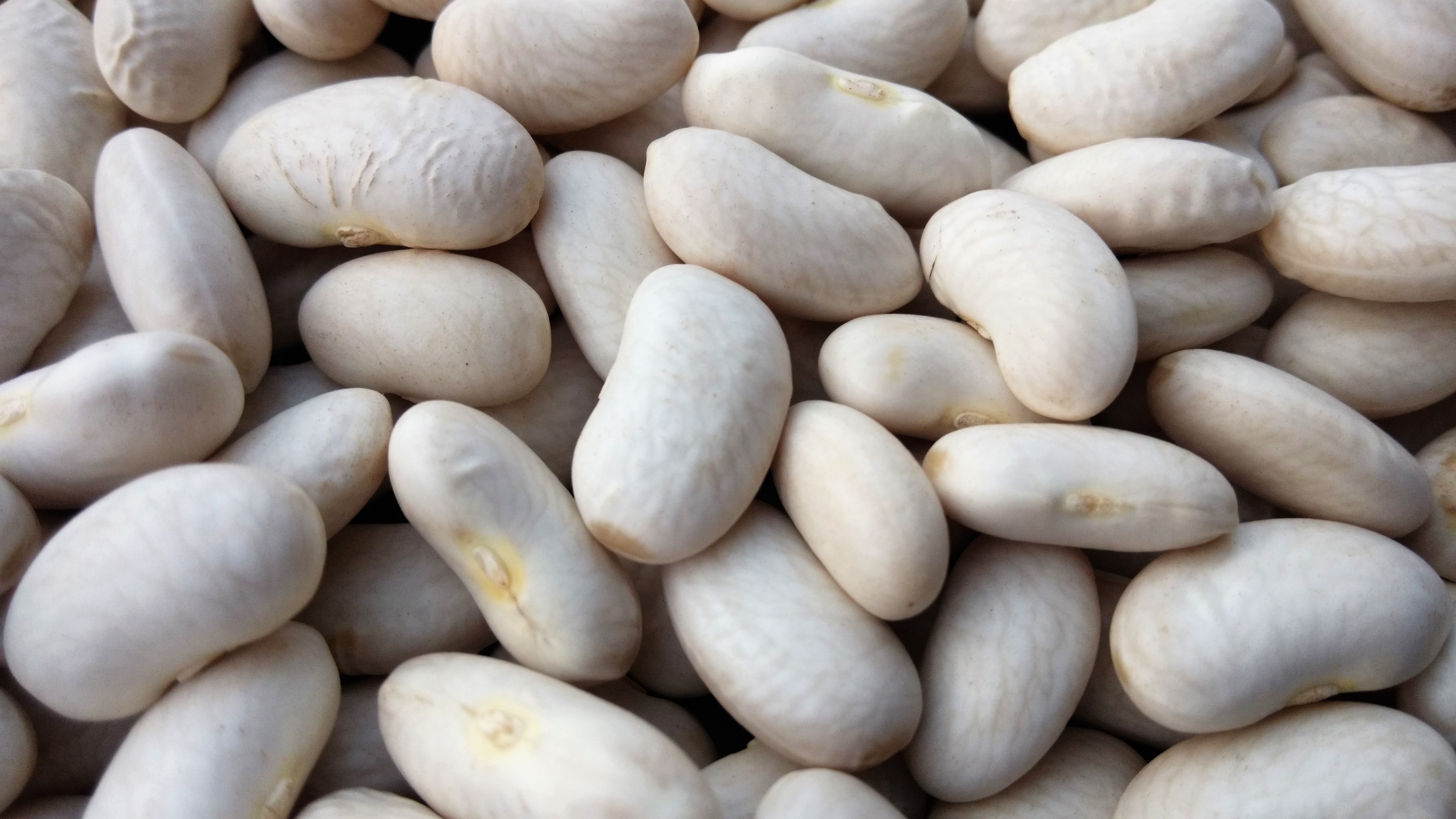 Alimentacion del Presente | JUDÍA DEL TERRENO DE IBDES