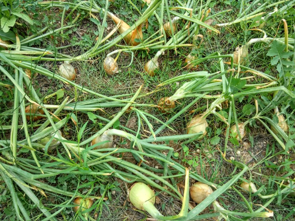 Alimentacion del Presente | ENSAYO DE CEBOLLA PORRONA O CEBOLLÓN DE ...