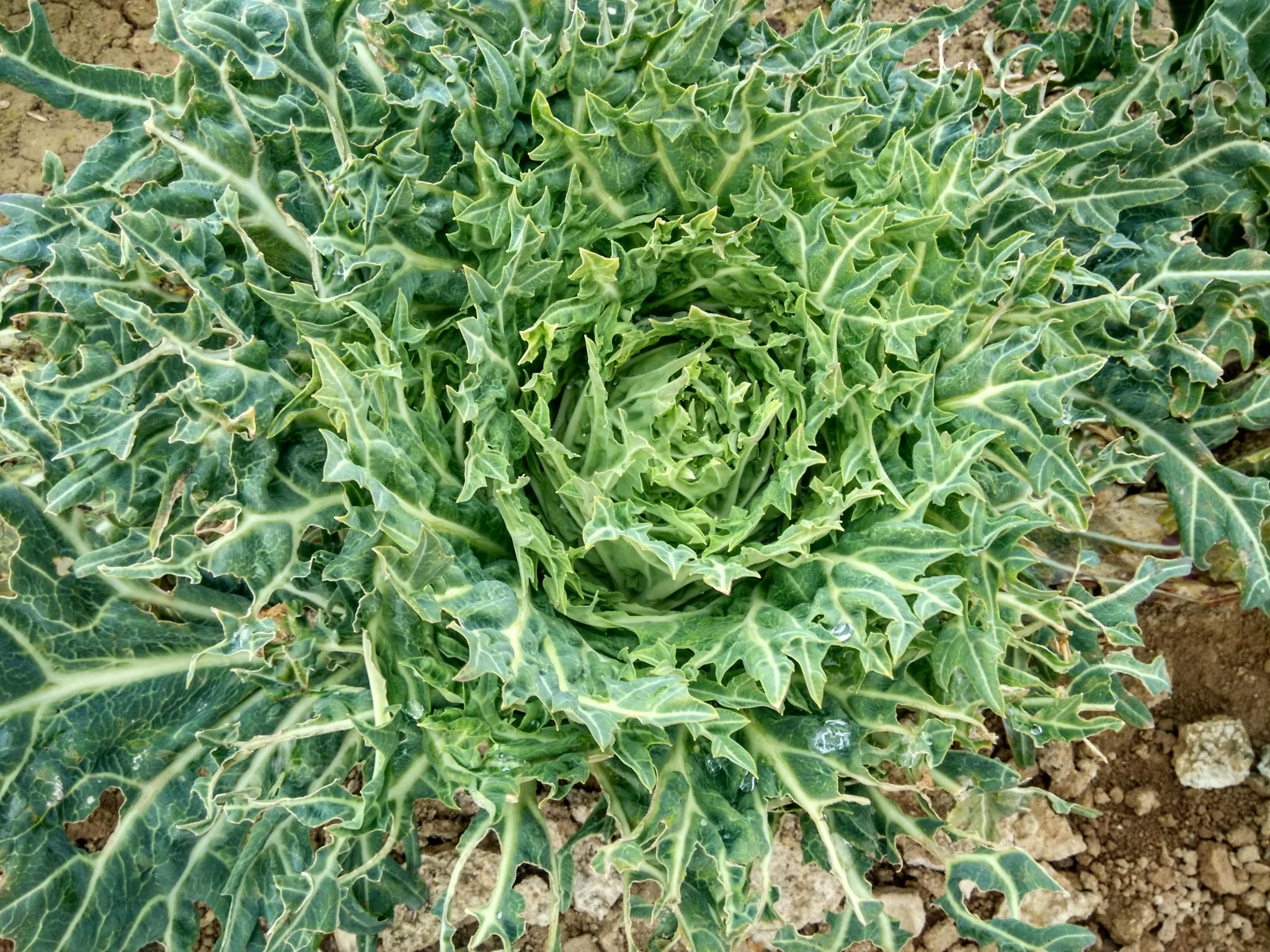 Alimentacion del Presente | COL REPICOTEAU DE CASPE