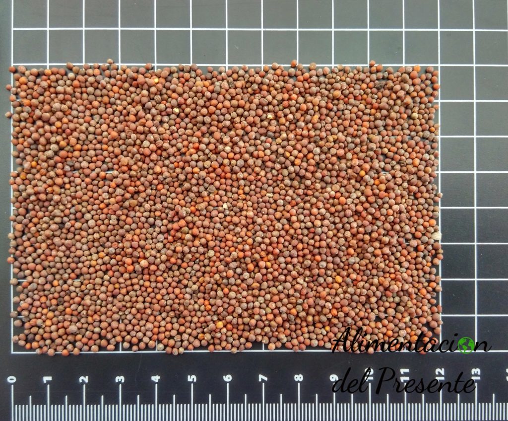 Alimentacion del Presente | BRÓQUIL PELLAO, HIJADO, HIJUDO DE HUESCA